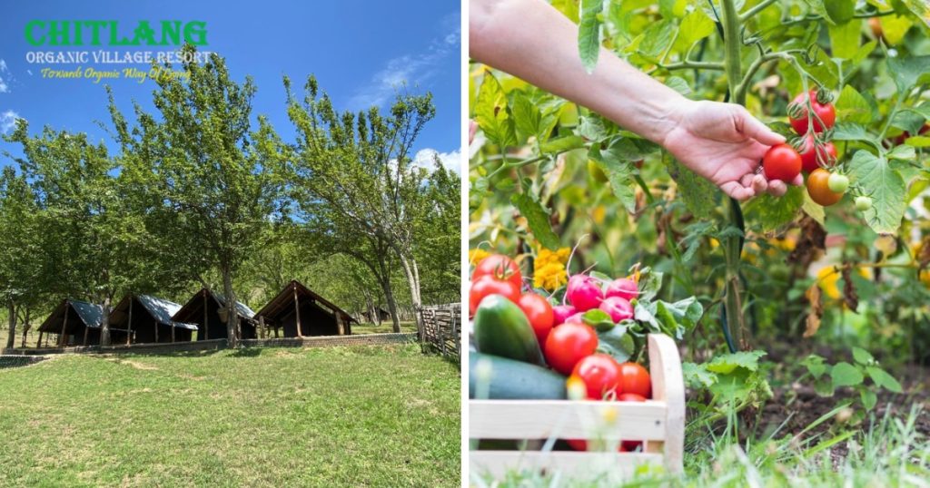 Organic Farming in Nepal | Chitlang